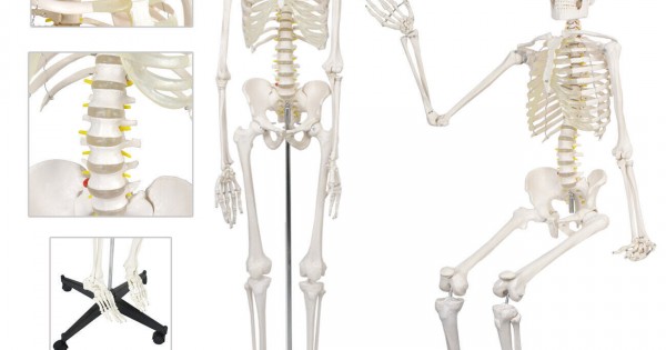 Life-Size Human Skeleton Model